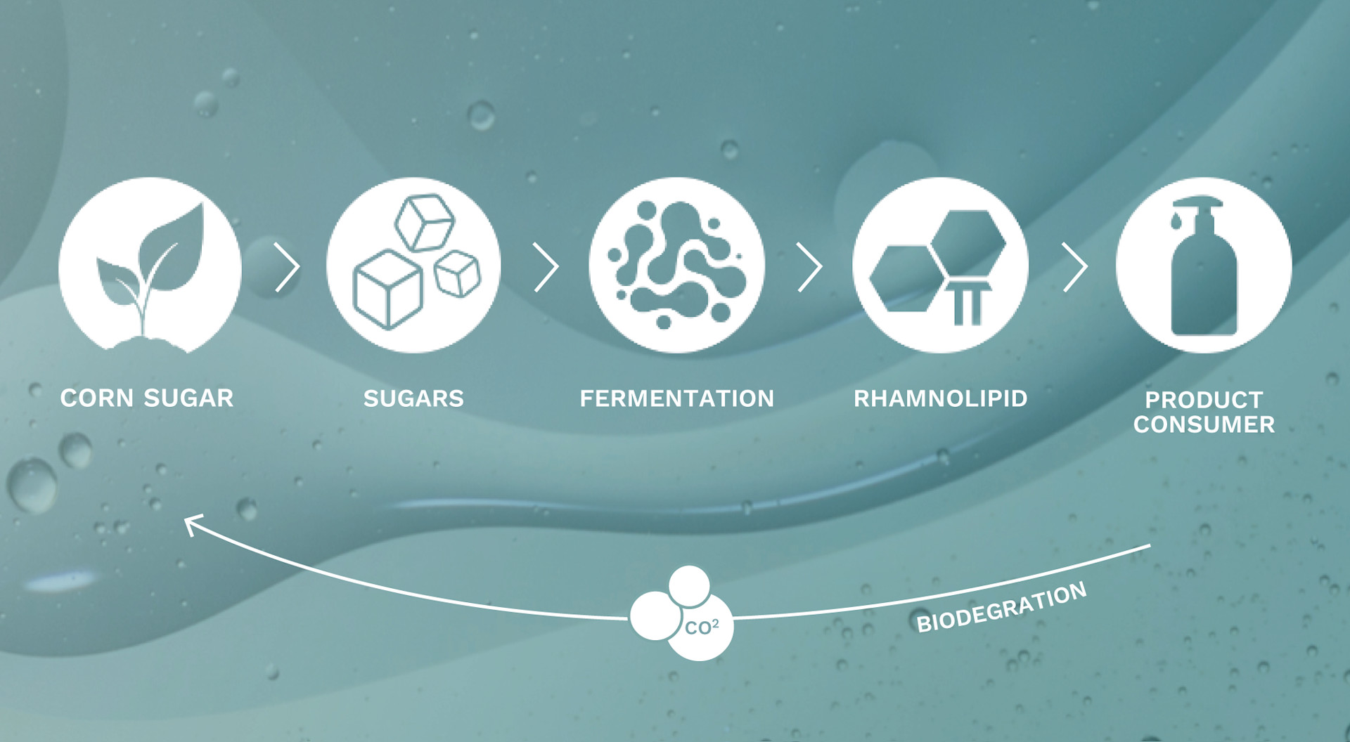 Rhamno Power | Sunlight